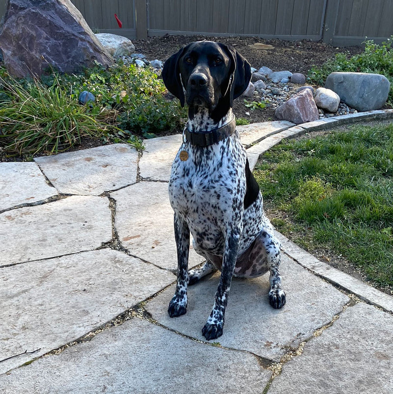 Knox Canine Training