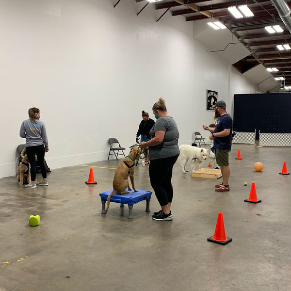 Obedience Class - Knox Canine Training Web/MH